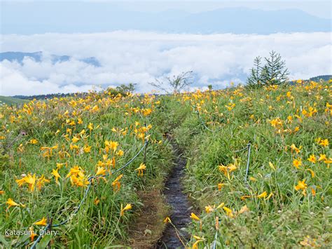 【花だより】2022年7月16日現在 ニッコウキスゲの開花状況 霧ケ峰高原 雲海のビーナスライン アクセスと駐車場 長野県諏訪市 カタスミ日記