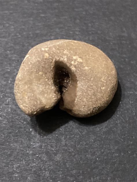 Ammonite Or Snail Shell R Fossilid