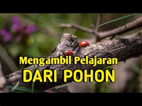 Jadilah seperti pohon yang selalu mentaati penciptanya - YouTube