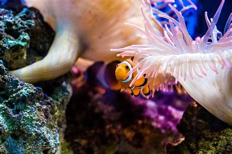 말미잘 흰 동가리 양서류 물고기 수족관 물 생물 수중 세계 수영 해양 생물 Meeresbewohner 수중 Pikist