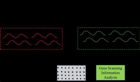 Gene Chip Technology Download Scientific Diagram