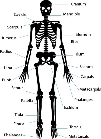 Unit 4 Musculo Skeletal System
