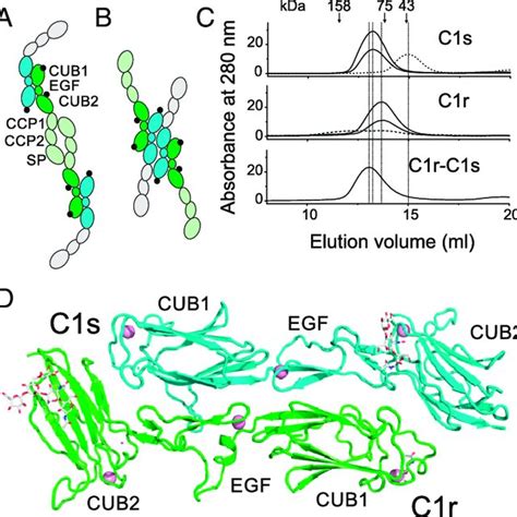 Pdf Structure Of The C1r C1s Interaction Of The C1 Complex Of