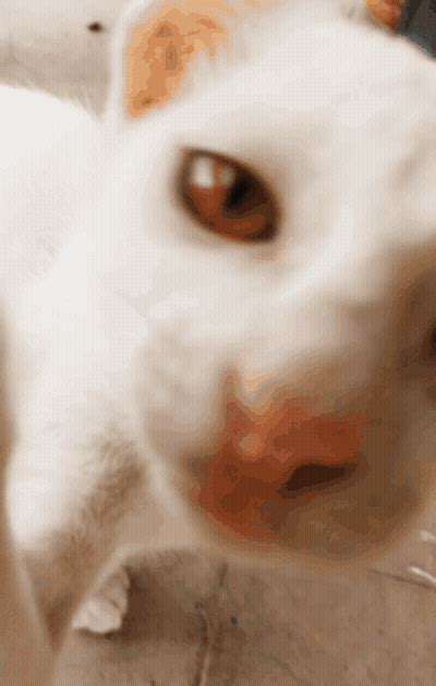 Cute Close Up Dog Sniffing  500×500 Sniffing