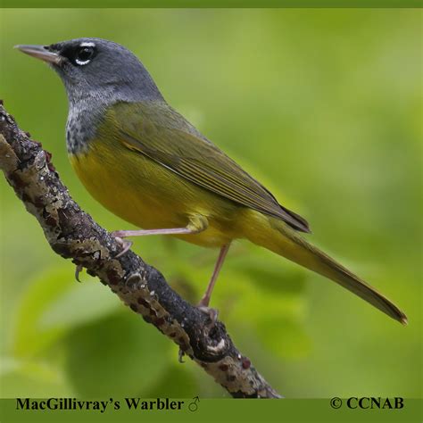 Mourning Warbler Female
