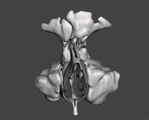 Paranasal Sinuses Model
