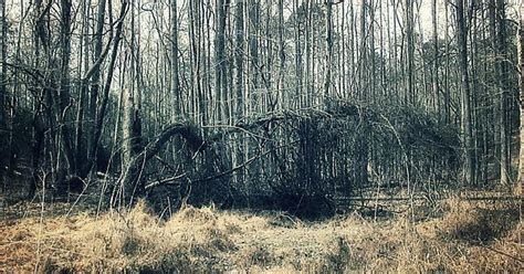 Gnarly Tree Imgur