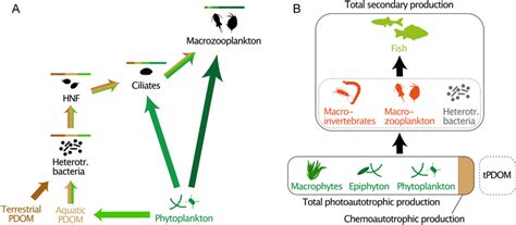 Two Alternative Approaches To Calculate Trophic Transfer Efficiency