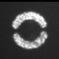 Tutorial For Align Slices In Stack ImageJ Plugins By Qingzong TSENG