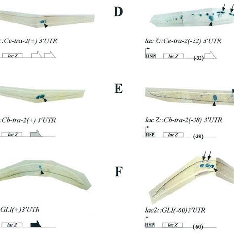 Genetic Control Of Sex Determination In C Elegans For Simplicity Download Scientific Diagram