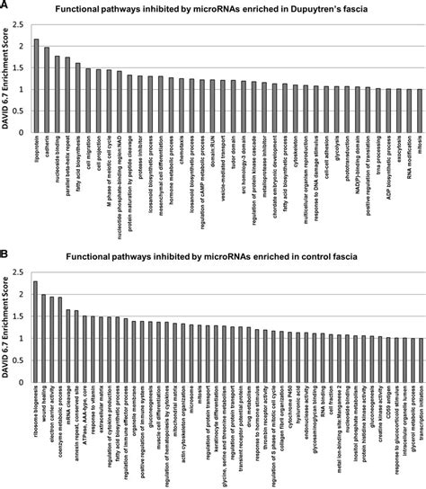 Functional Annotation Clustering Using DAVID 6 7 Was Performed For
