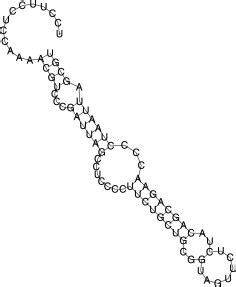 An Example Of RNA Secondary Structures The RNA Molecule Depicted In Download Scientific