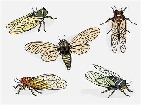 Cicada Vector Art Icons And Graphics For Free Download