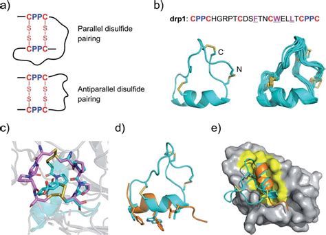 Structures Of Drp1 And The Dimeric Cppc Mini Loop A Cppc