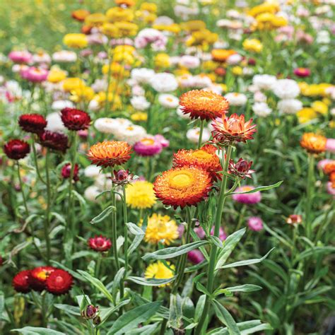 Strawflower Swiss Giants Mix Xerochrysum Bracteatum