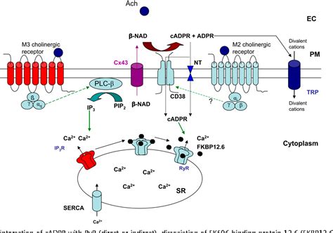 Calcium Signaling In Airway Smooth Muscle Semantic Scholar