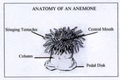 Exploring Rocky Shores Of Southern Oregon Coast SEA ANEMONES