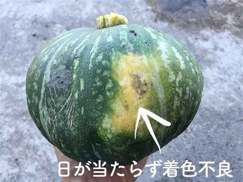 カボチャの育て方と栽培のコツ やまむファーム