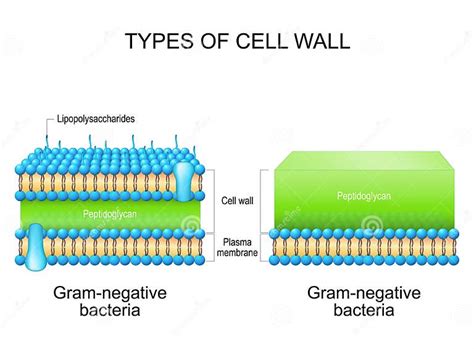 Types Of Bacterial Cell Wall Gram Negative Bacteria And Gram Negative
