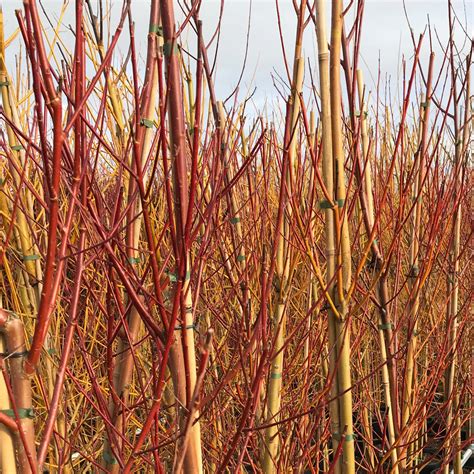 Trees For Ornamental Bark And Stems Frank P Matthews