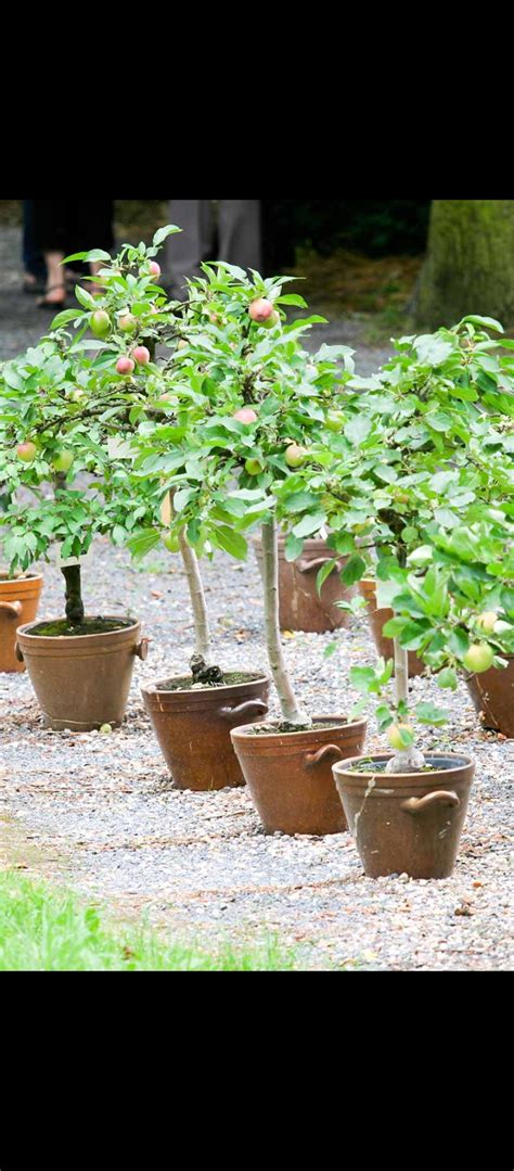 Apple Plant Pak Plants