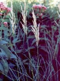 Bluejoint Grass Calamagrostis Canadensis Mississippi National River