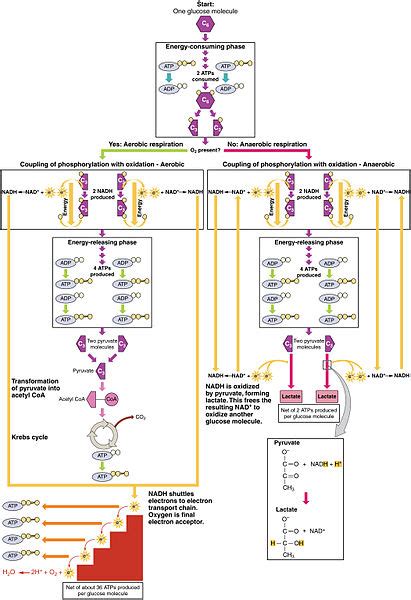 Difference Between Aerobic And Anaerobic Respiration Characteristics Process Comparison