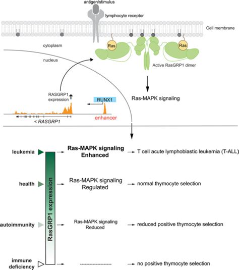 Dysregulated Rasgrp1 Expression Through Runx1 Mediated Transcription Promotes Autoimmunity Pmc