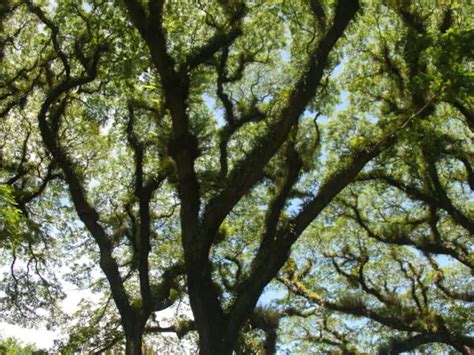How Long Do Oak Trees Live A Comprehensive Guide