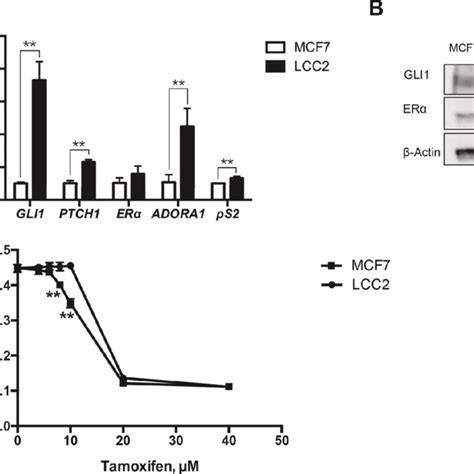 Primer Sequences For Chip Analysis Download Table