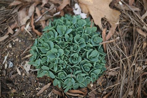 Hylotelephium Telephium Life Everlasting Live Forever Livelong