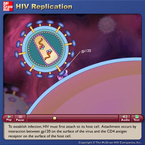 Hiv Replication Play Online On Flash Museum 🕹️