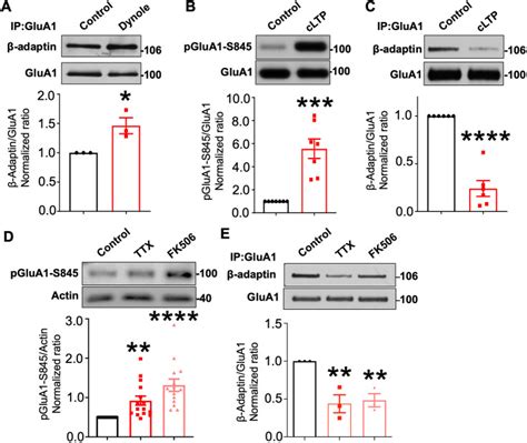 Phosphorylation Of The Ampa Receptor Subunit Glua1 Regulates Clathrin