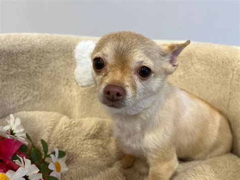 믹스견 사랑 고양이 강아지 포메라니안 말티푸 고양이분양 강아지분양 말티즈 푸들 비숑 강아지무료분양 유기견무료분양 유기묘