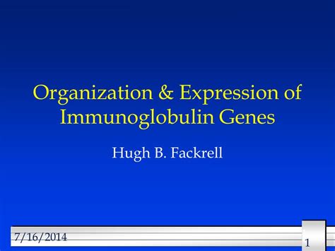 Ppt Organization And Expression Of Immunoglobulin Genes Powerpoint Presentation Id 1807221