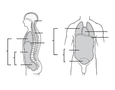 Body Cavities Unlabeled At Netadriannablog Blog