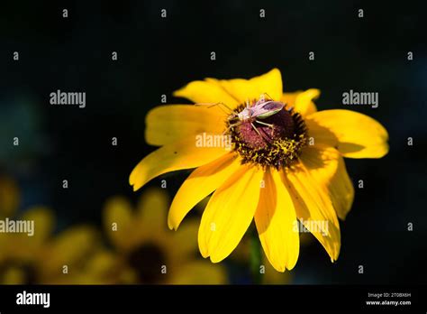 Leafhopper Assassin Bug Zelus Renardii On A Black Eyed Susan In A California Garden Stock
