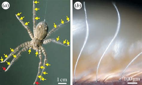 The Spider And Its Trichobothria A An Adult Female Cupiennius Salei