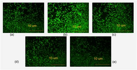 Fibroblast Cell Viability Observed Under Fluorescent Microscopy After A Download Scientific