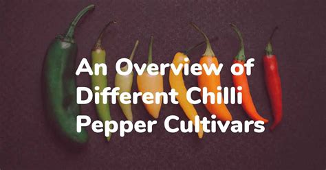 An Overview Of Different Chilli Pepper Cultivars Chilli Blossom Farm
