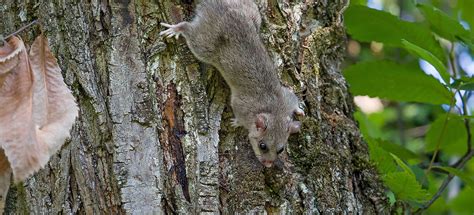 The Uk Glis Glis Invasion