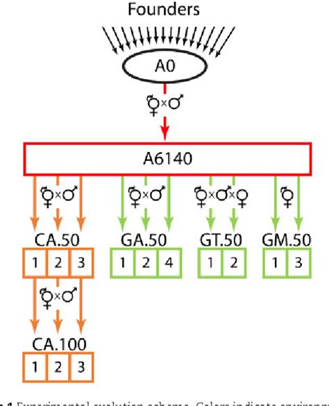 Figure 1 From Gene Level Quantitative Trait Mapping In Caenorhabditis