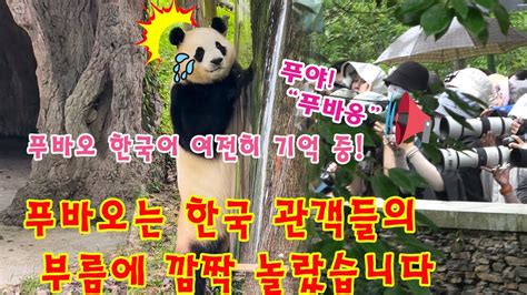 세상에💥푸바오 가 한국 관객들의 부름을 듣고 갑자기 일어나 귀 기울여 반응했어💦아직도 한국어를 잊지 않은 푸바오 모습에 이모들도 정말 감동했어 Youtube