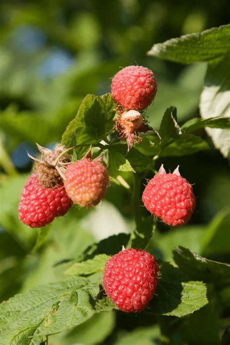 2 Methods How To Propagate Raspberries The Best Guide