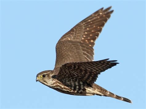 Merlin Ebird