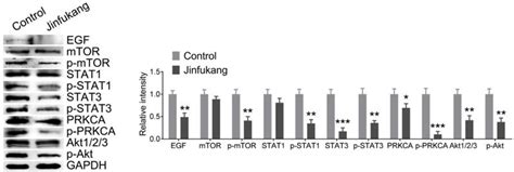 Stat1 Antibody Affinity Biosciences Ltd亲科生物官网