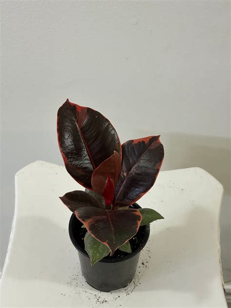 4 Ficus Elastica Tineke Ruby Gta Plant Gallery