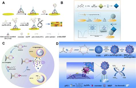 A Schematic Of The Electrochemical Aptasensor For Exosomes Detection Download Scientific