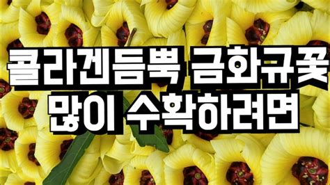 금화규꽃 금화규농사 잎따주기 새가지받기~날씨 추워져서 꽃도 늦게 핀다 Youtube