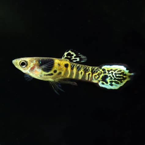 Endlers Guppy Bengal Tiger Poecilia Wingei Aquarium Webshop